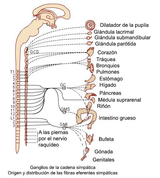 Qué es el sistema simpático - Sistema nervioso
